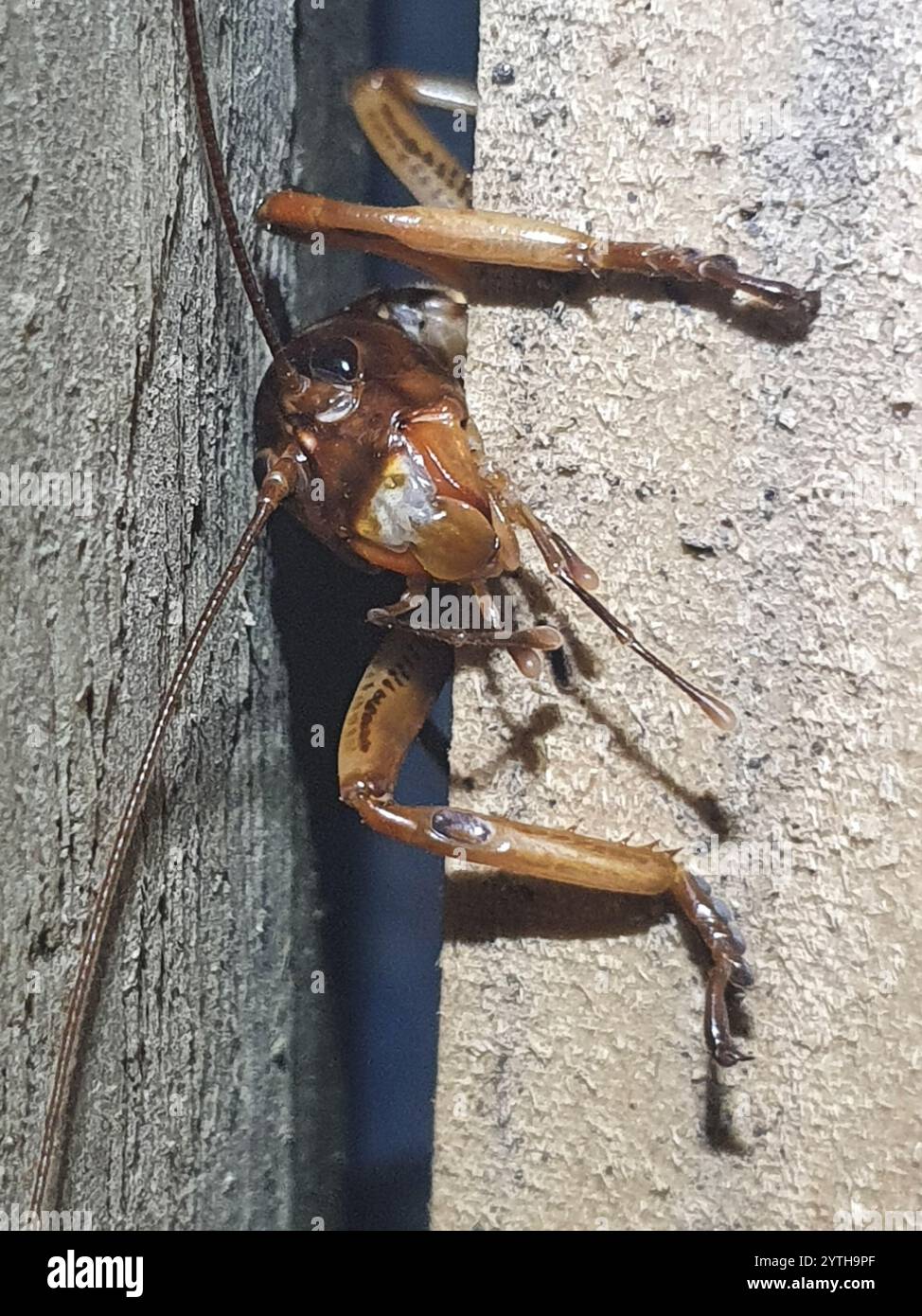 Wellington Tree Wētā (Hemideina crassidens Stock Photo - Alamy