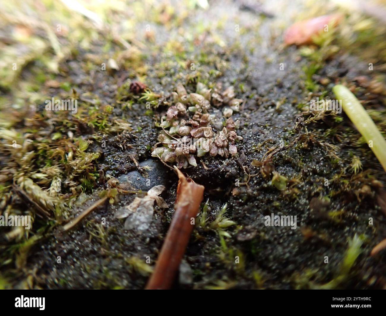 Texas Balloonwort (Sphaerocarpos texanus Stock Photo - Alamy