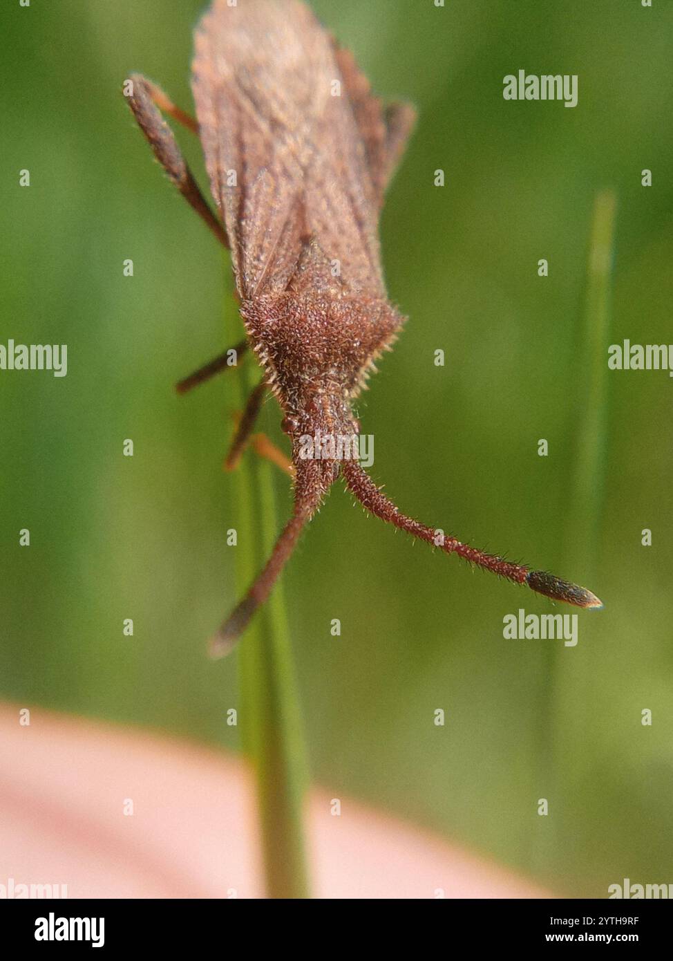 Denticulate leatherbug hi-res stock photography and images - Alamy