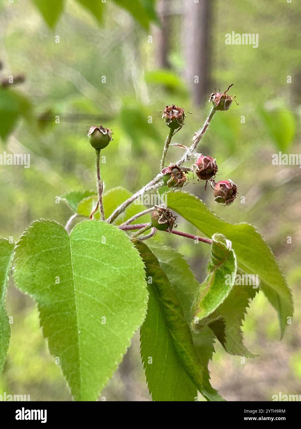 common serviceberry (Amelanchier arborea Stock Photo - Alamy