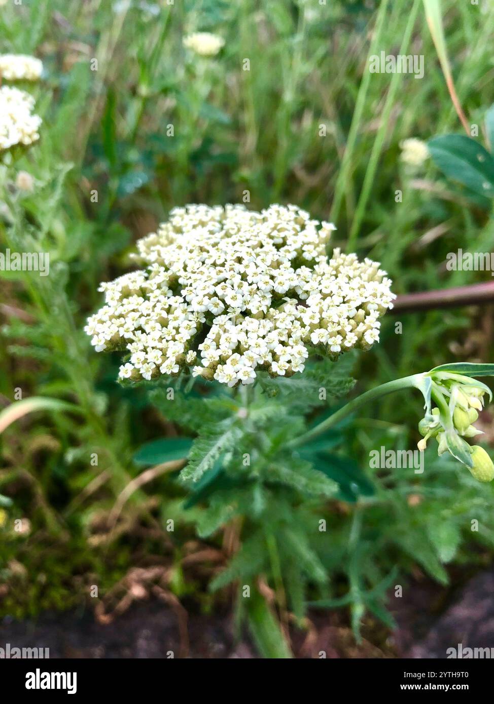 Noble Yarrow (Achillea nobilis Stock Photo - Alamy