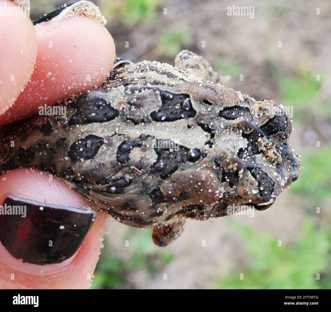 Southern Toad (Anaxyrus terrestris Stock Photo - Alamy