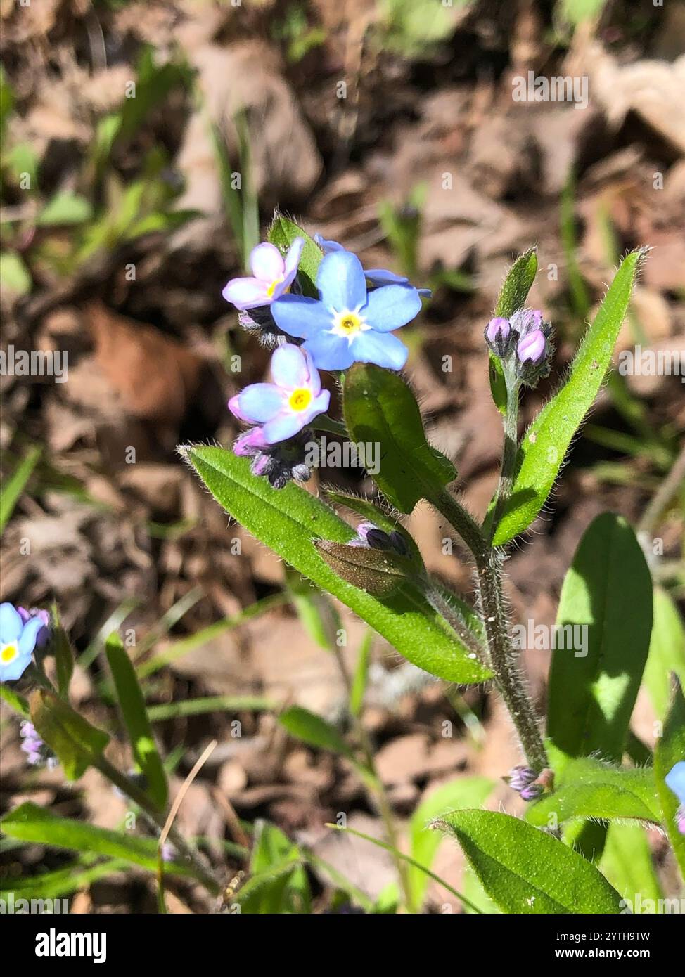 Wood Forget-me-not (Myosotis sylvatica Stock Photo - Alamy