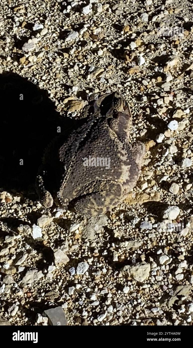Gulf Coast Toad (Incilius nebulifer Stock Photo - Alamy