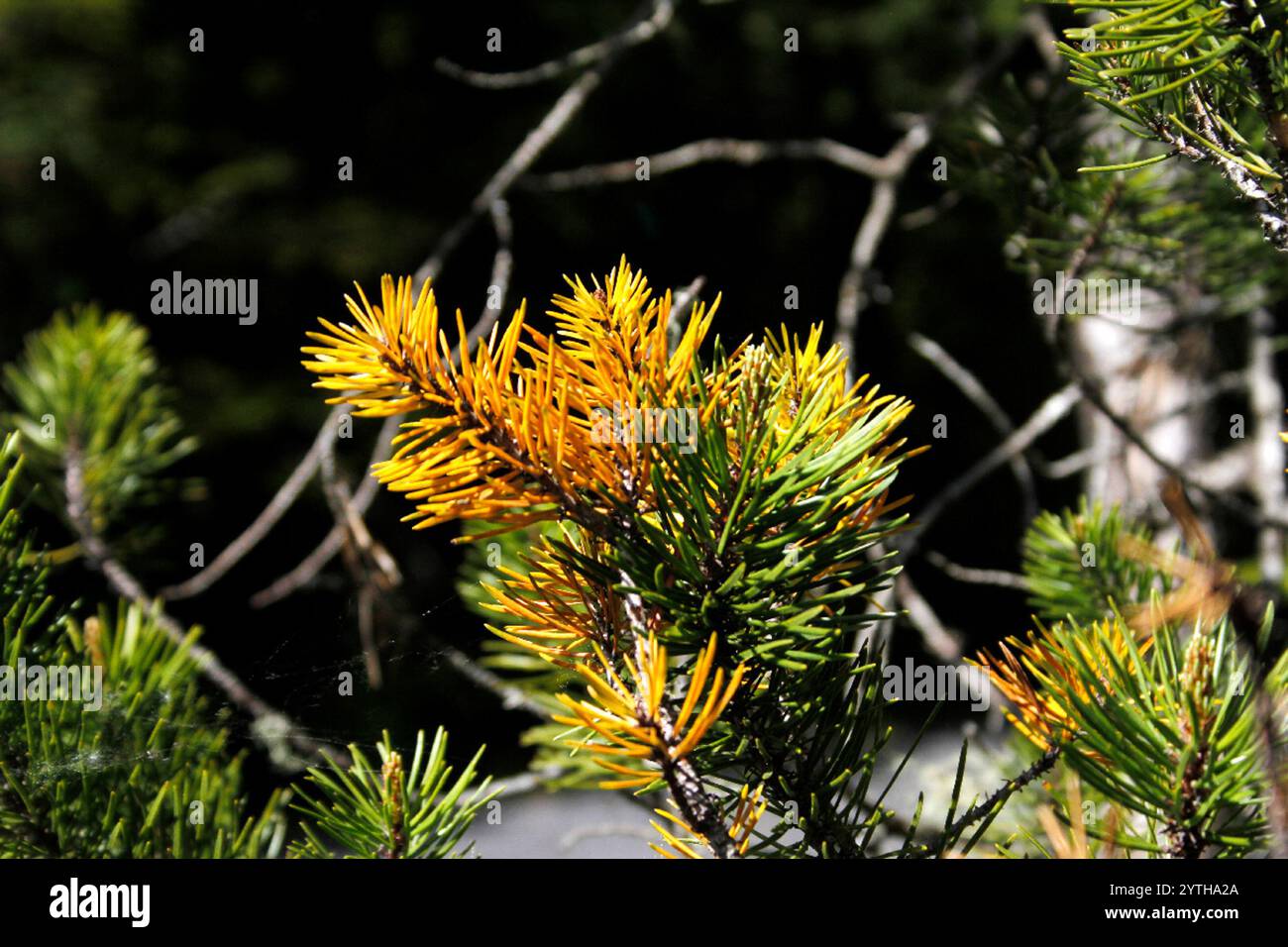 Shore Pine (Pinus contorta contorta Stock Photo - Alamy