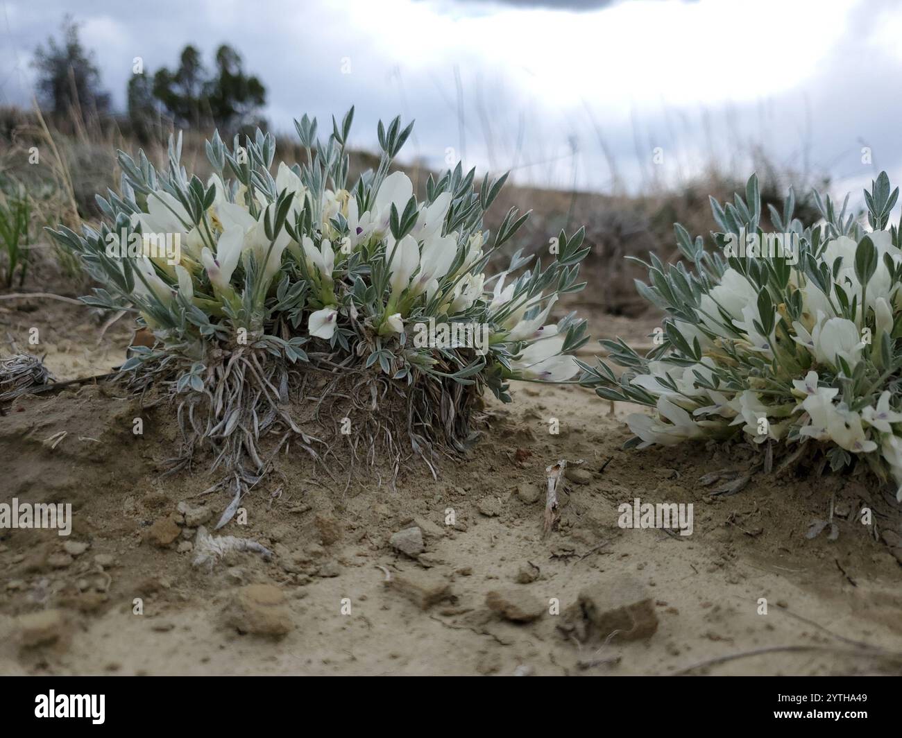 Threeleaf Milkvetch (Astragalus gilviflorus Stock Photo - Alamy