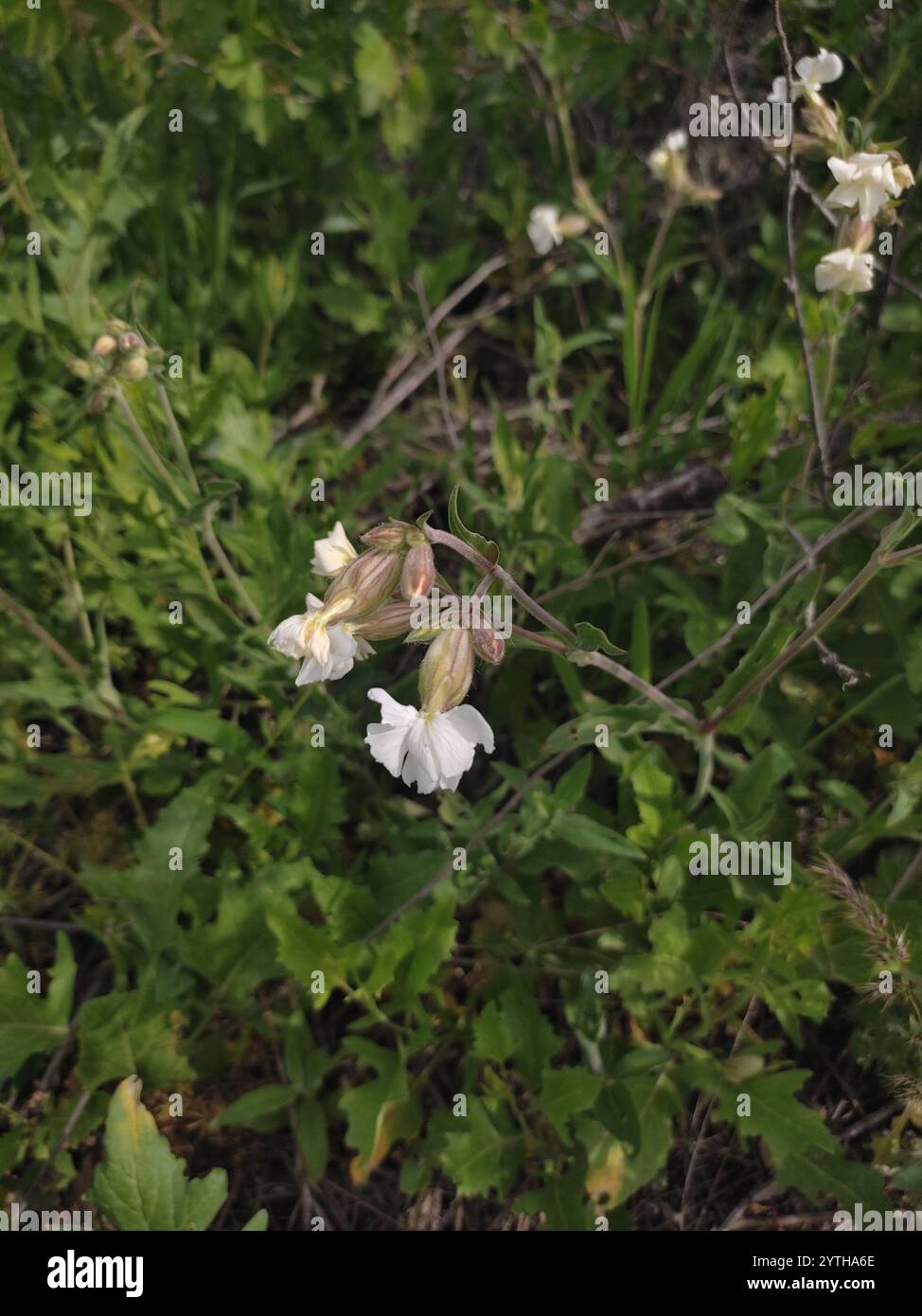 evening lychnis (Silene latifolia alba Stock Photo - Alamy