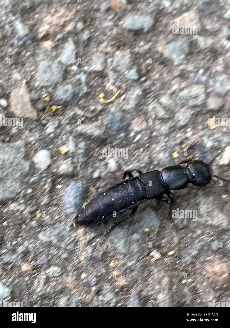 Ocypus nitens hi-res stock photography and images - Alamy