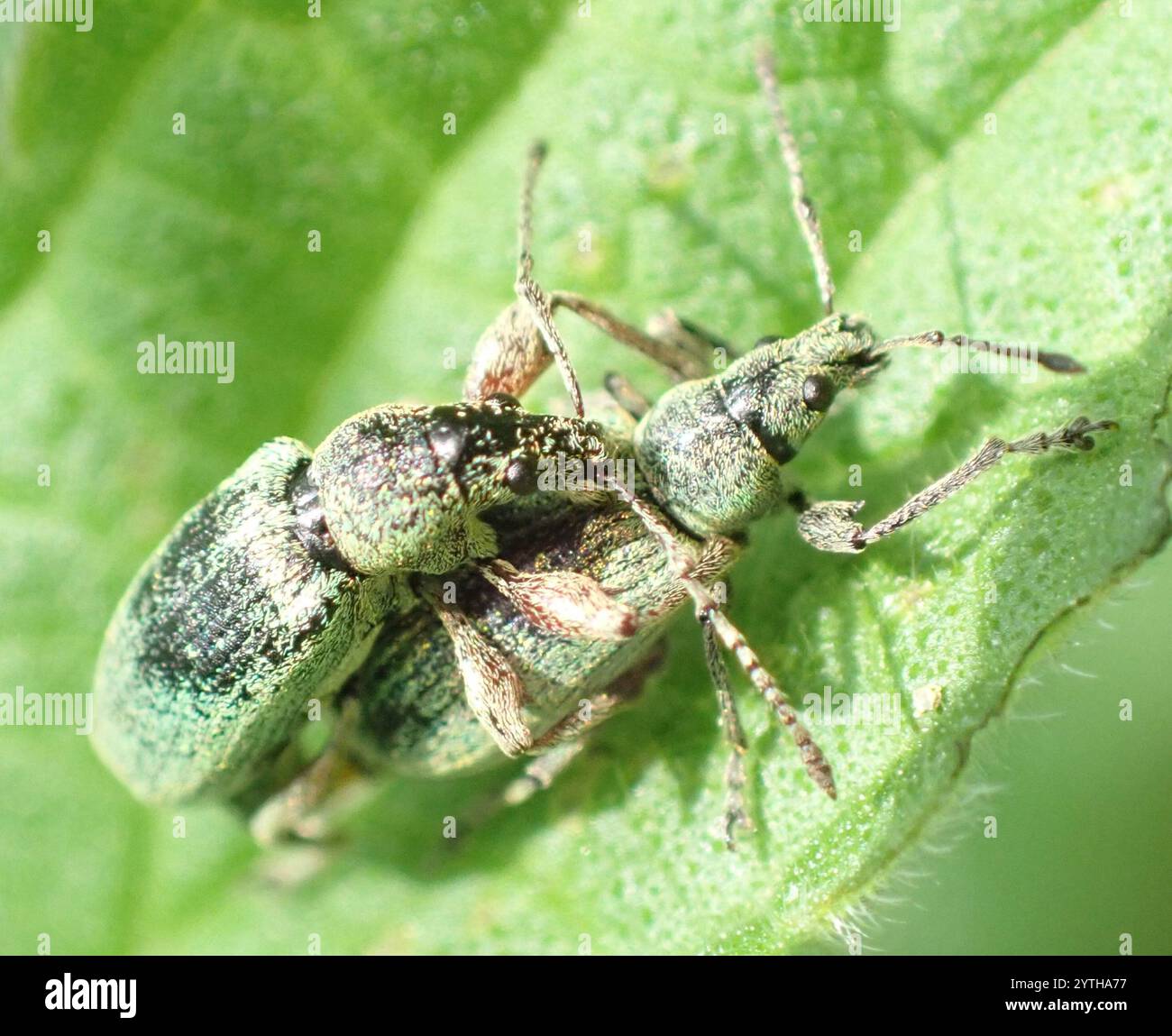 Nettle weevil (Phyllobius pomaceus Stock Photo - Alamy