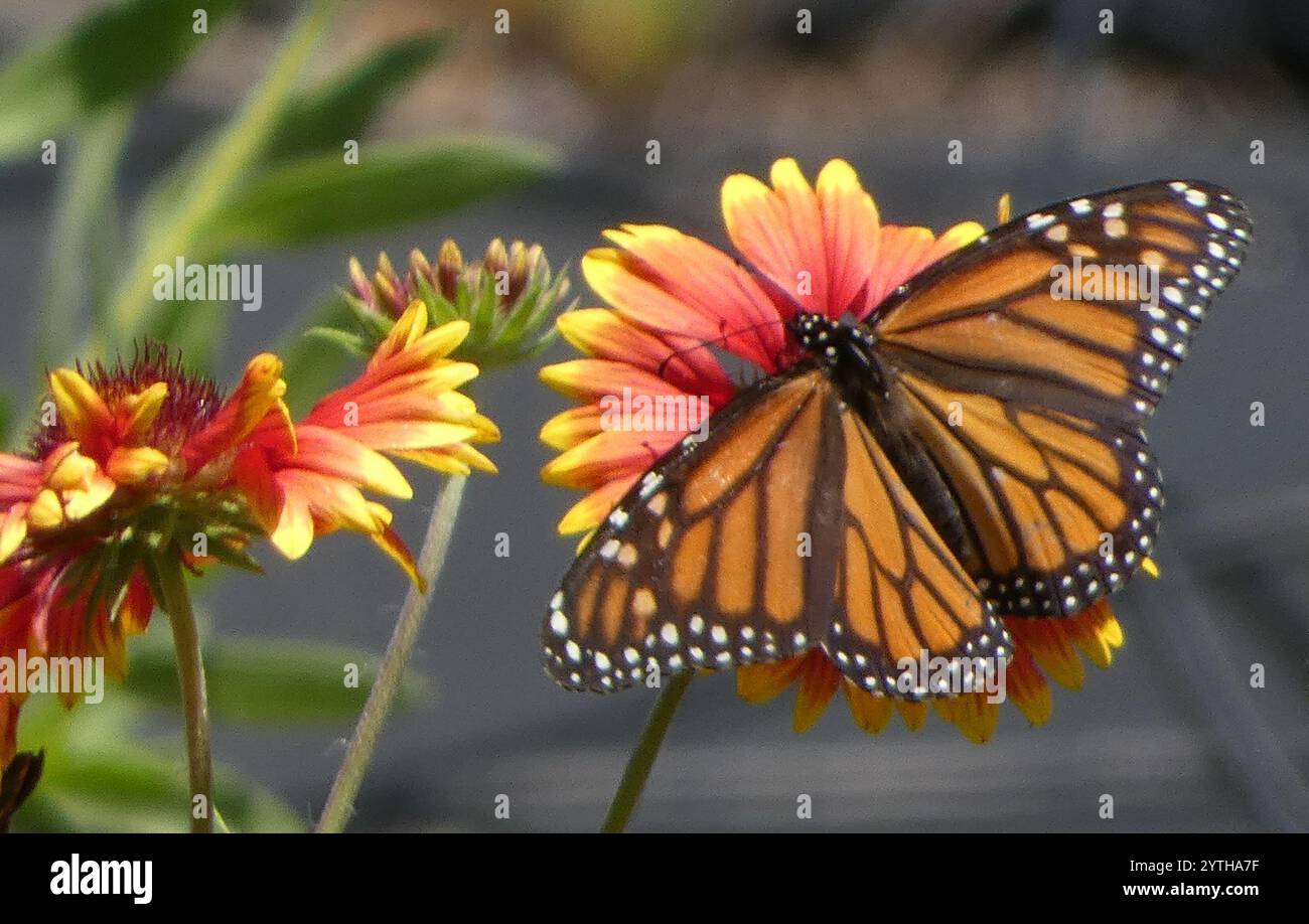 Monarch (Danaus plexippus Stock Photo - Alamy