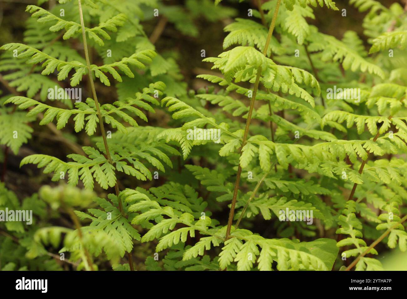 Cystopteris bulbifera hi-res stock photography and images - Alamy