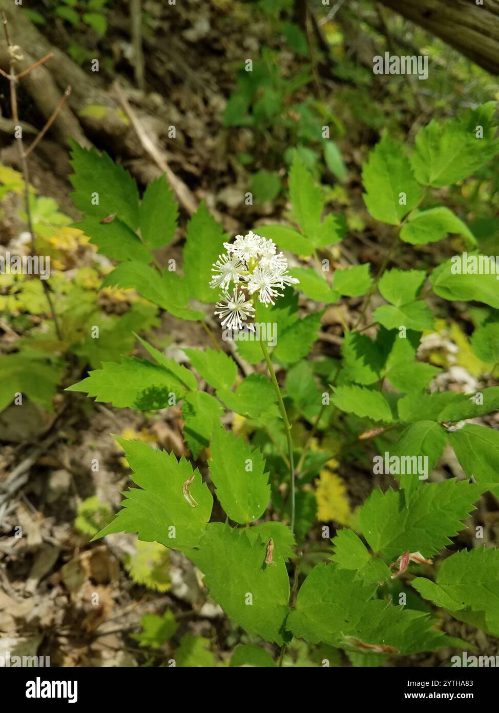 white baneberry (Actaea pachypoda Stock Photo - Alamy
