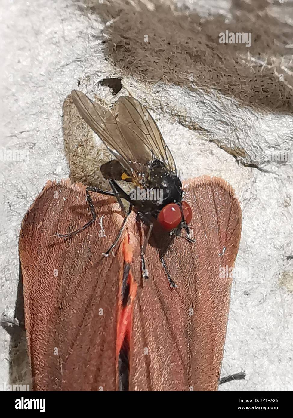 Root-maggot Flies (Anthomyiidae Stock Photo - Alamy