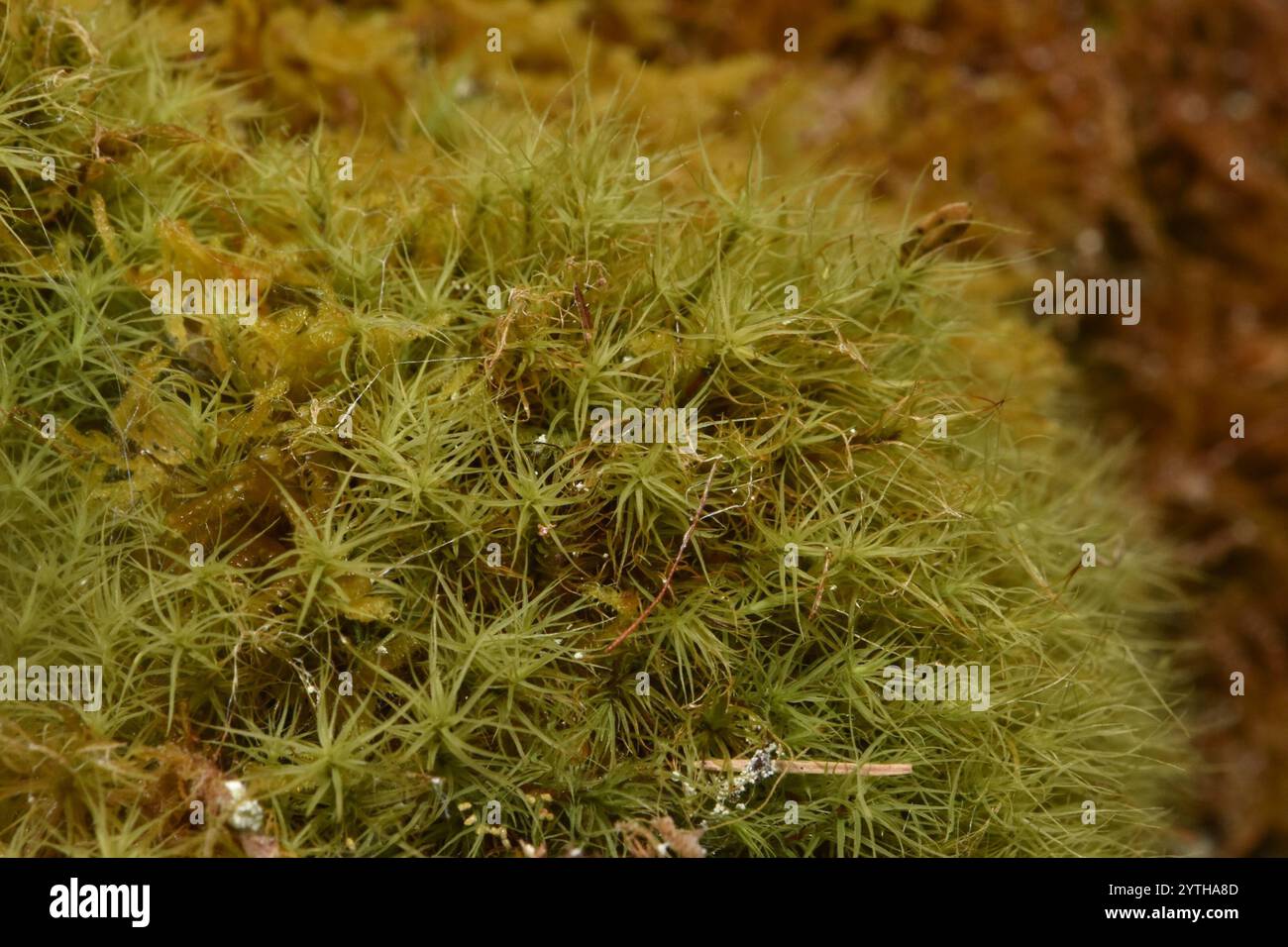 Common Apple-moss (Bartramia pomiformis Stock Photo - Alamy