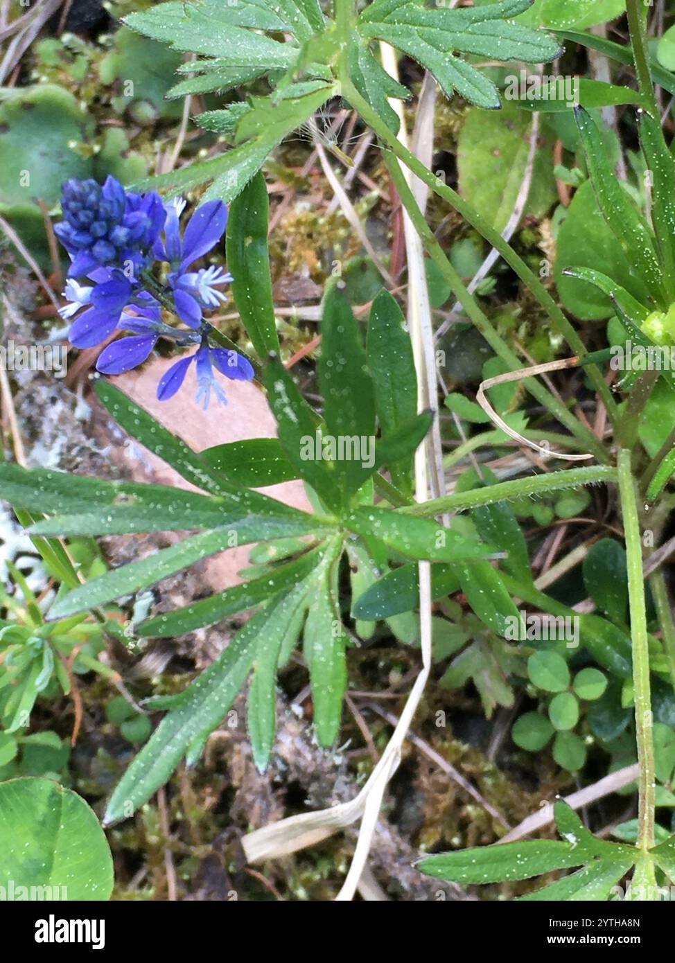 Common Milkwort (Polygala vulgaris Stock Photo - Alamy