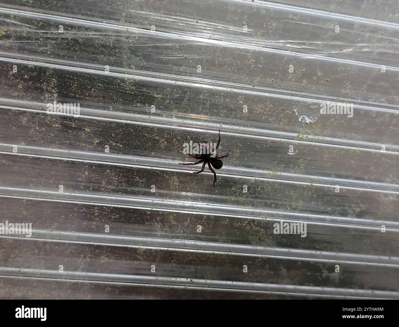 Typical Spiders (Araneomorphae Stock Photo - Alamy
