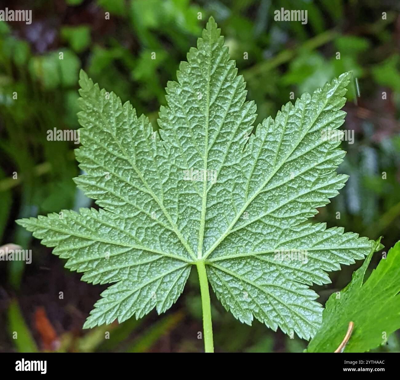 Stink Currant (Ribes bracteosum Stock Photo - Alamy