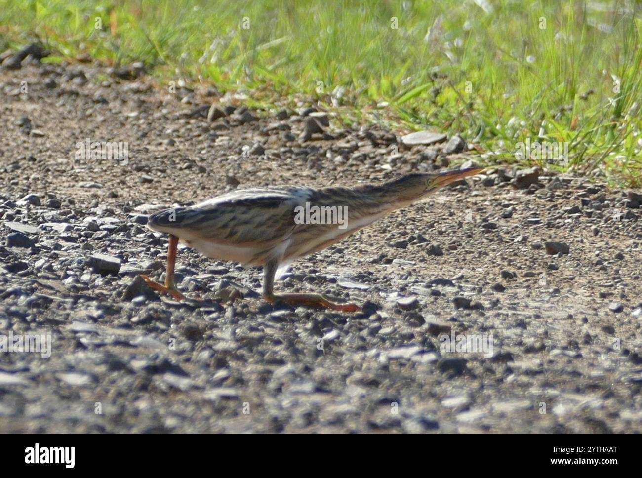 Little Bittern (Botaurus minutus Stock Photo - Alamy