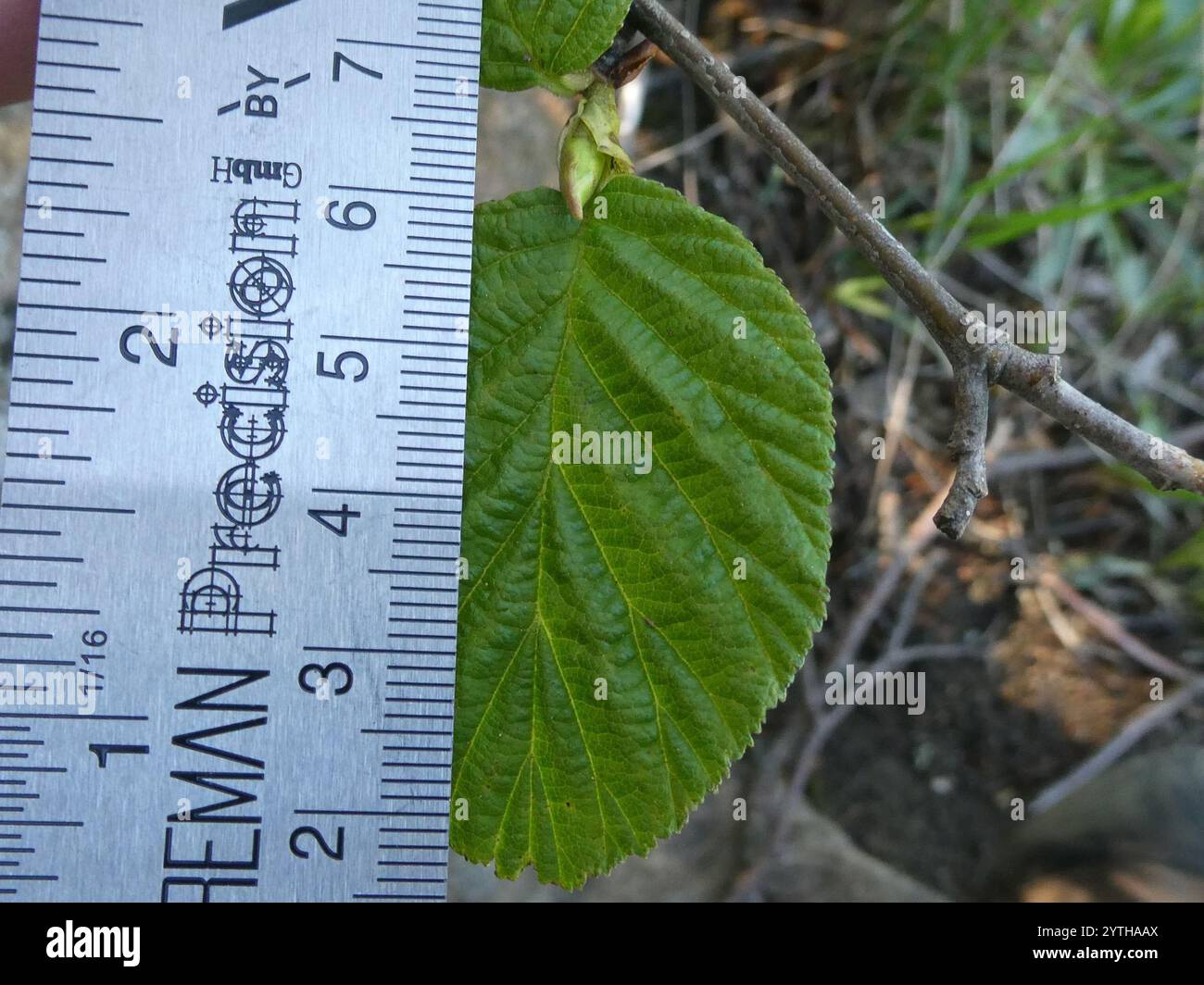 green alder (Alnus alnobetula Stock Photo - Alamy