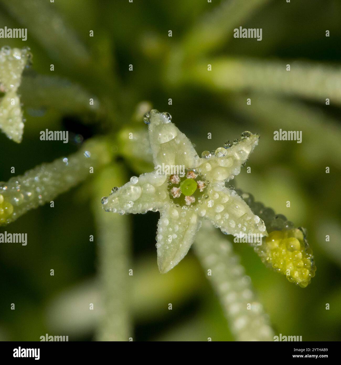 night jessamine (Cestrum nocturnum Stock Photo - Alamy