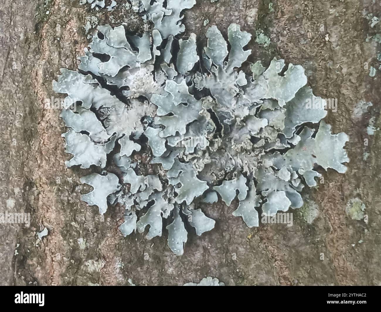 shield lichen (Parmelia sulcata Stock Photo - Alamy