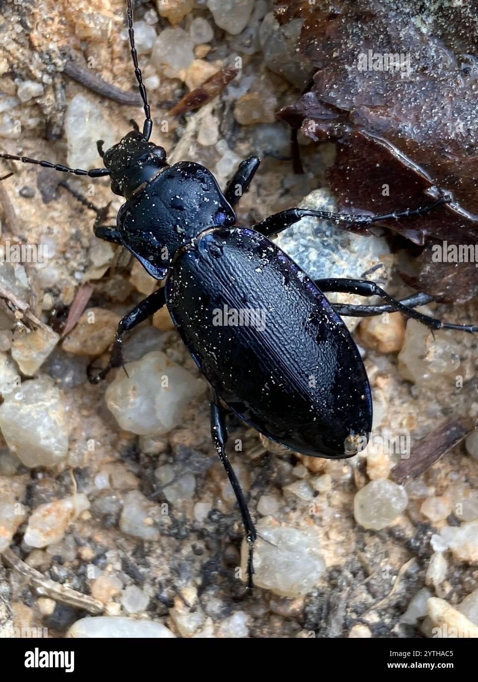 Violet ground beetle (Carabus violaceus Stock Photo - Alamy
