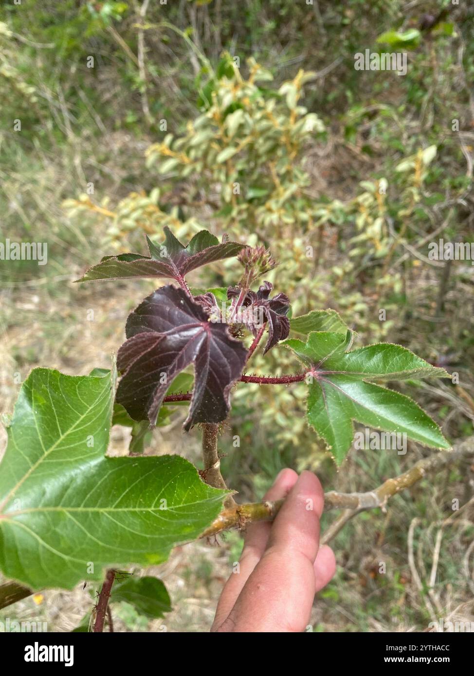 Bellyache bush hi-res stock photography and images - Alamy