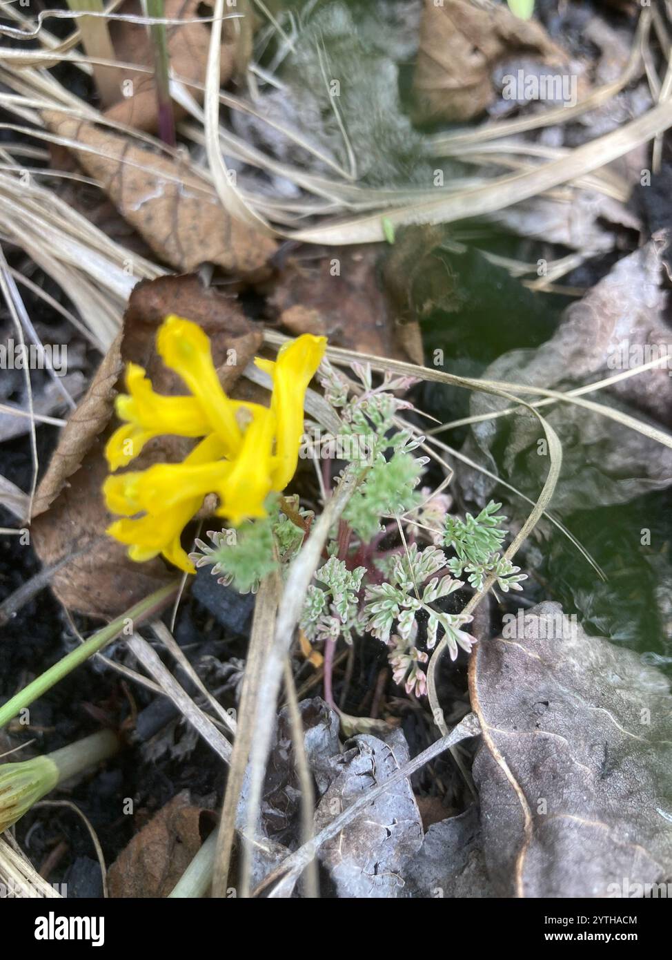 golden corydalis (Corydalis aurea Stock Photo - Alamy