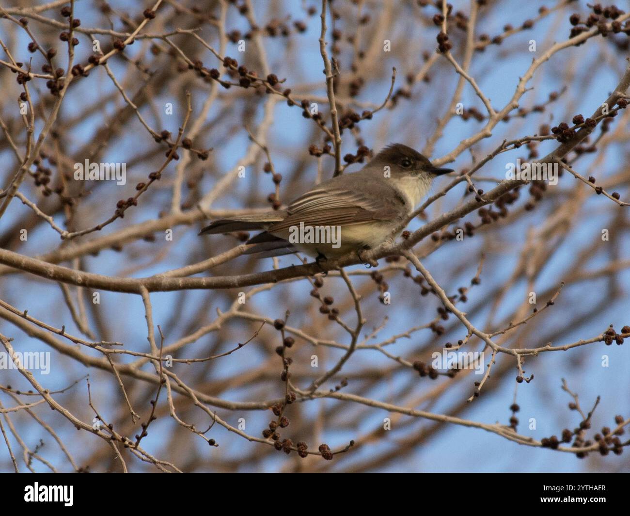 Eastern Phoebe (Sayornis phoebe Stock Photo - Alamy