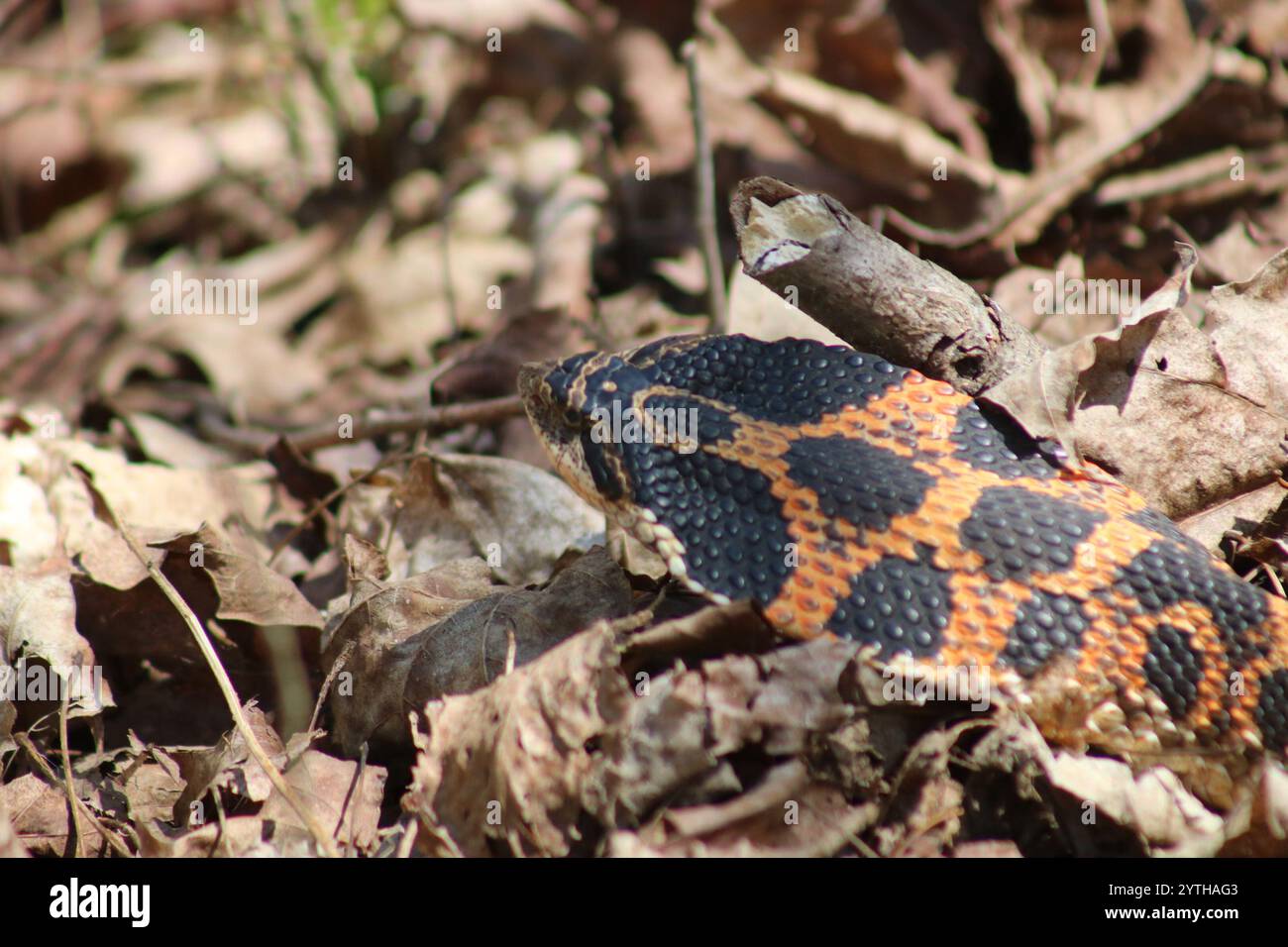 Eastern Hognose Snake (Heterodon platirhinos Stock Photo - Alamy