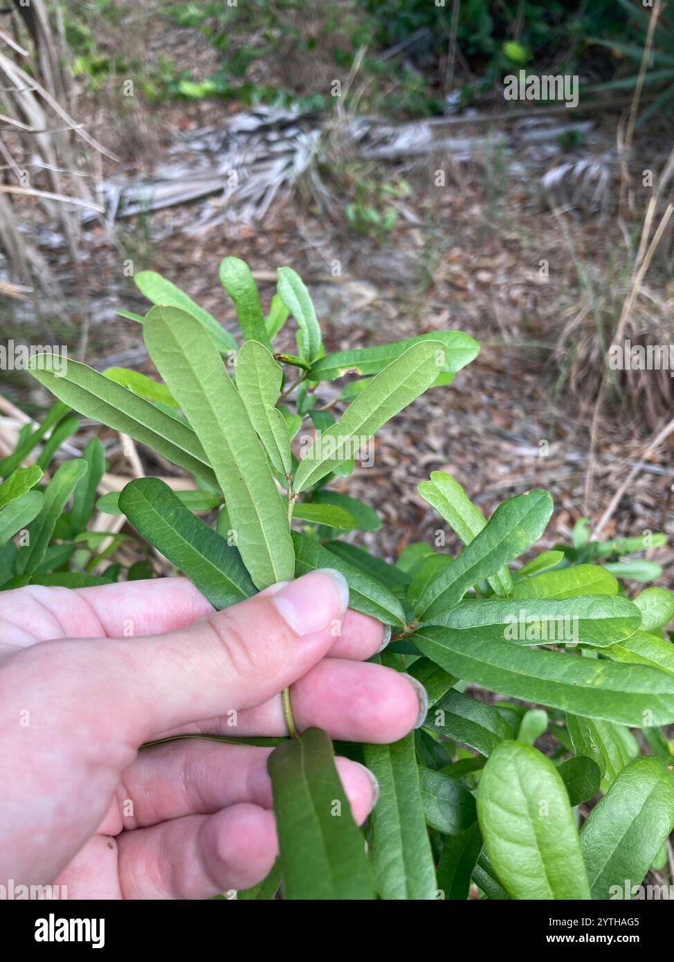 Dwarf live oak hi-res stock photography and images - Alamy