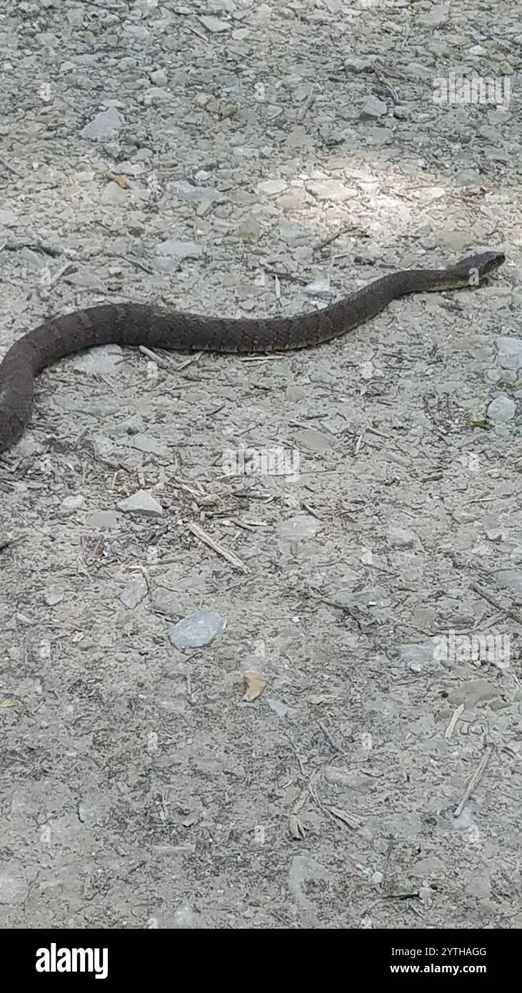 Common Watersnake (Nerodia sipedon Stock Photo - Alamy