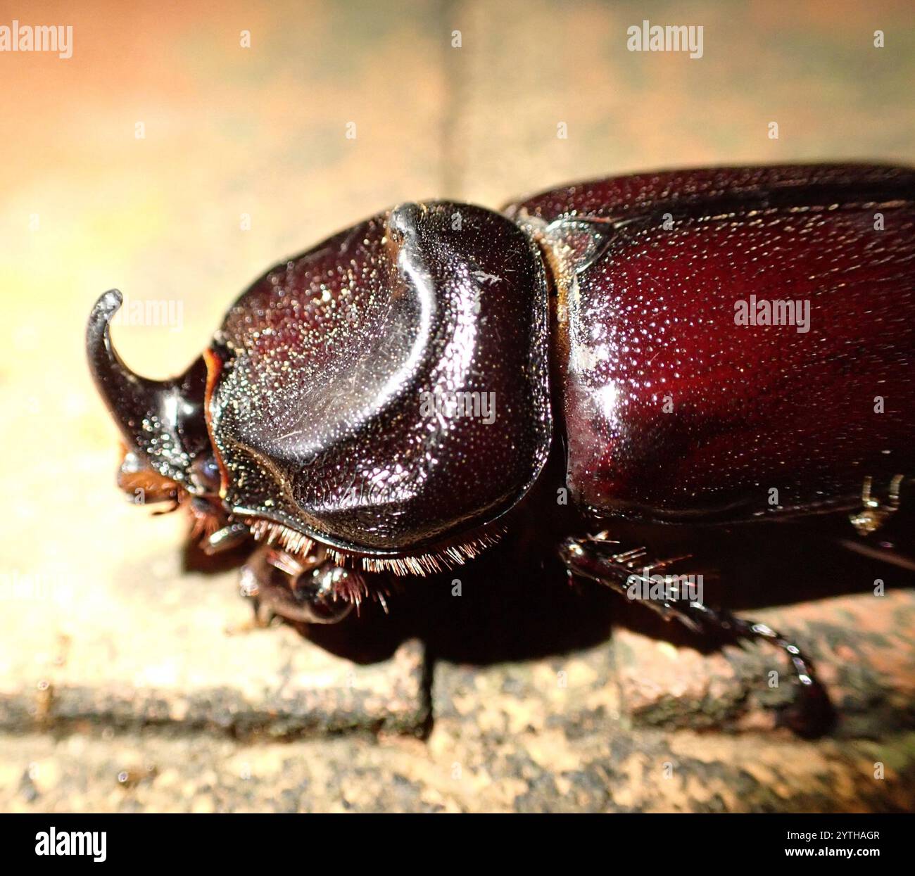 African Rhinoceros Beetle (Oryctes monoceros Stock Photo - Alamy