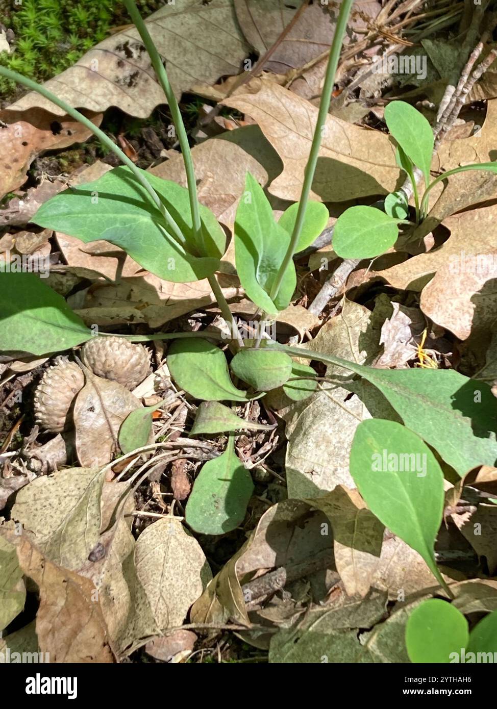 Two-flower Dwarf-dandelion (Krigia biflora Stock Photo - Alamy