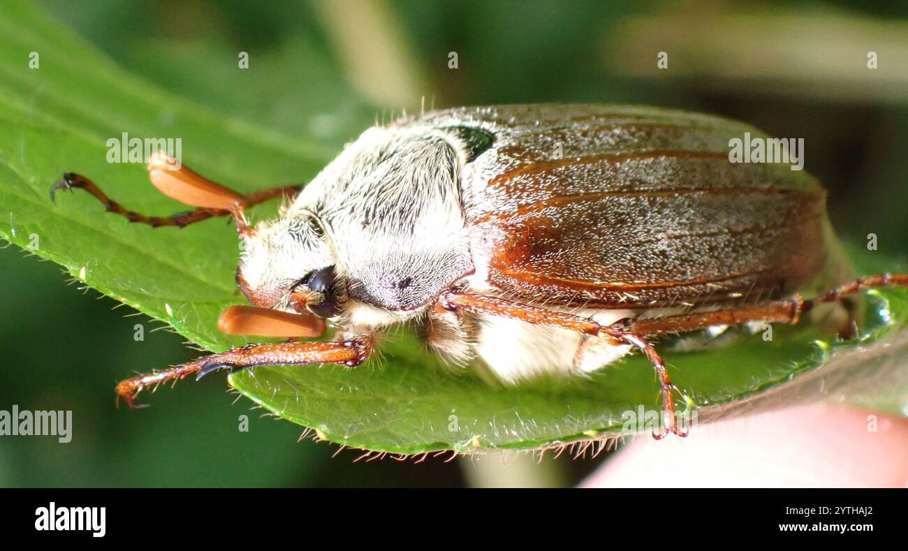 Common Cockchafer (Melolontha melolontha Stock Photo - Alamy
