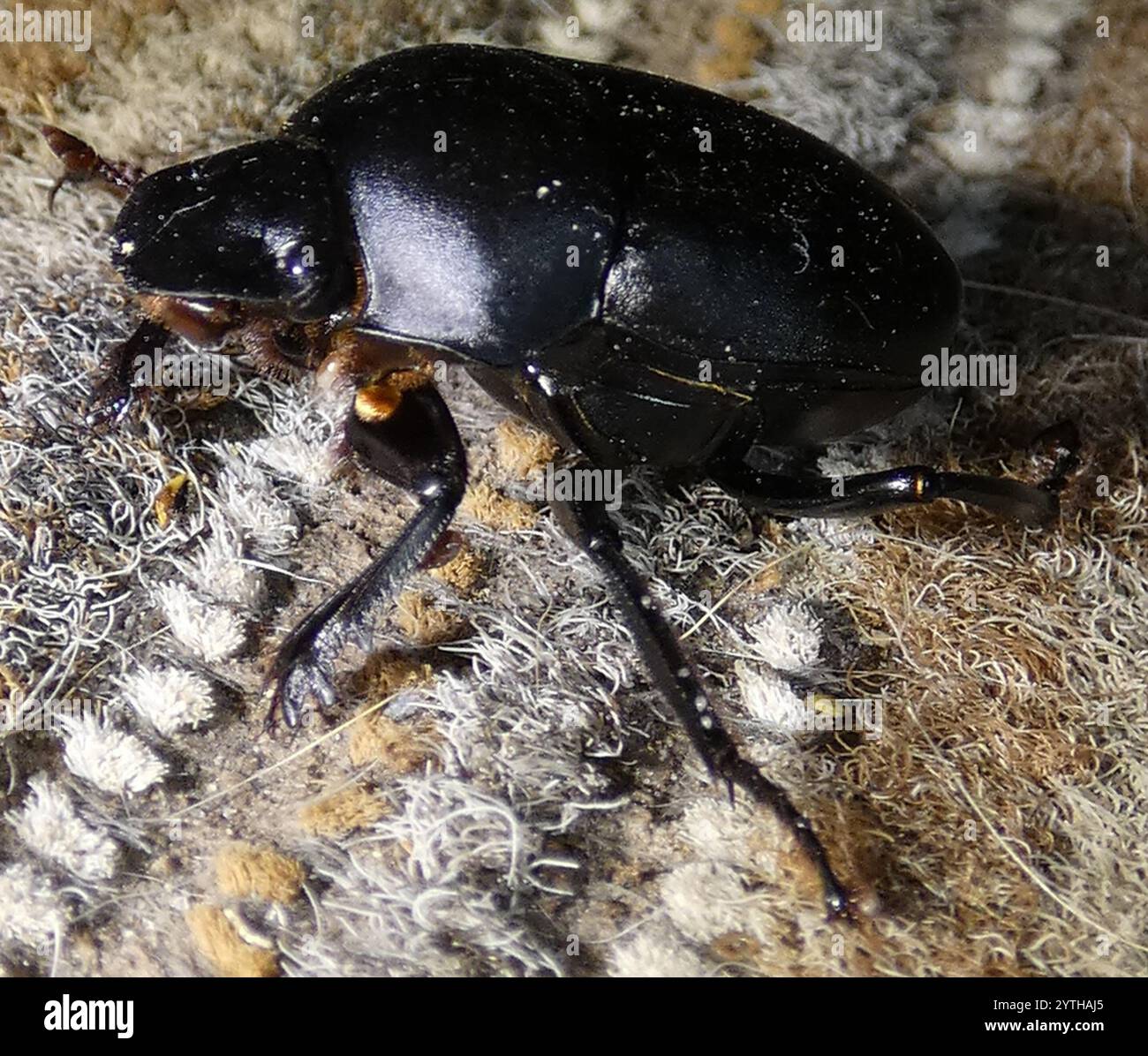 Canthon hi-res stock photography and images - Alamy