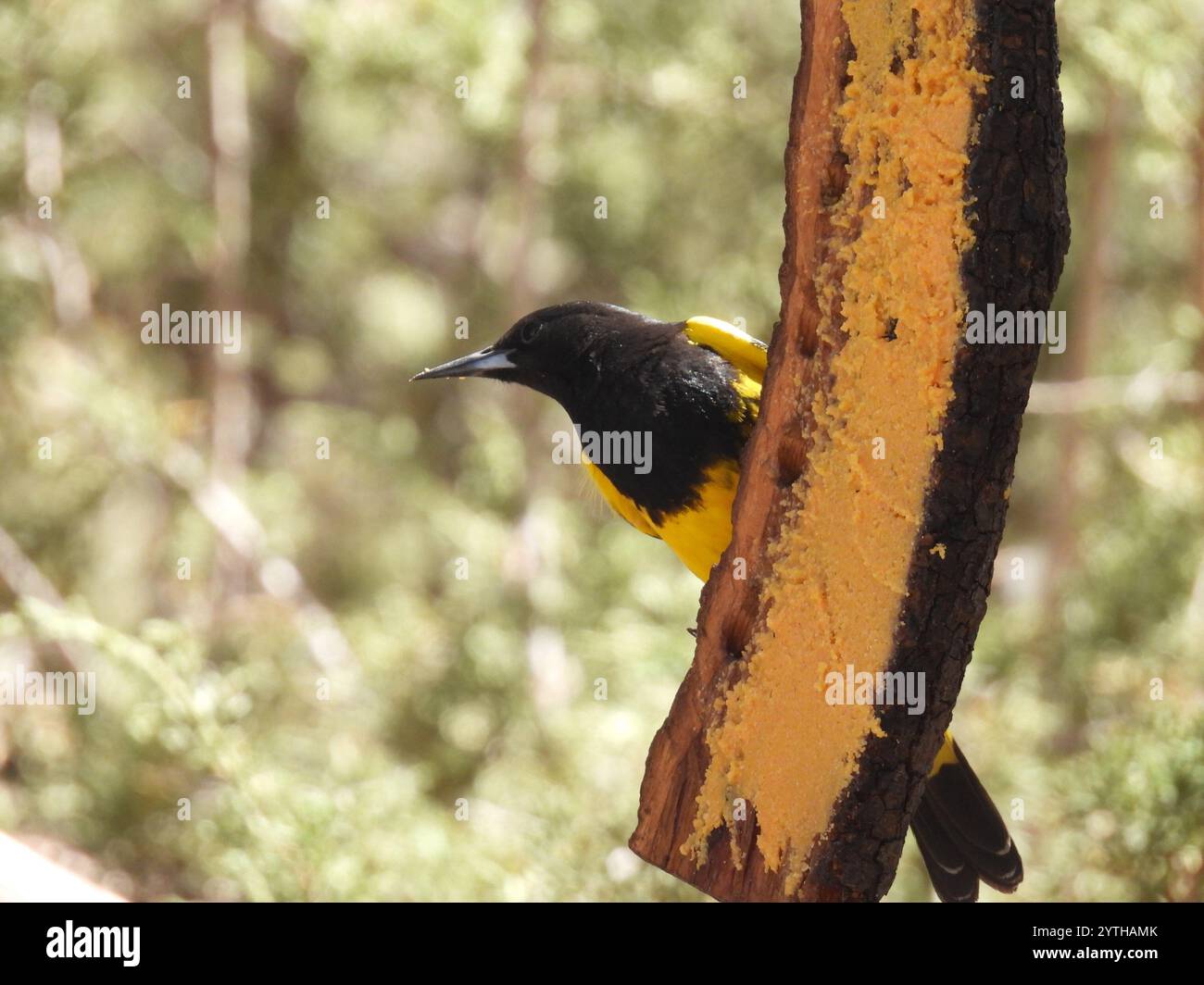 Scott's Oriole (Icterus parisorum Stock Photo - Alamy