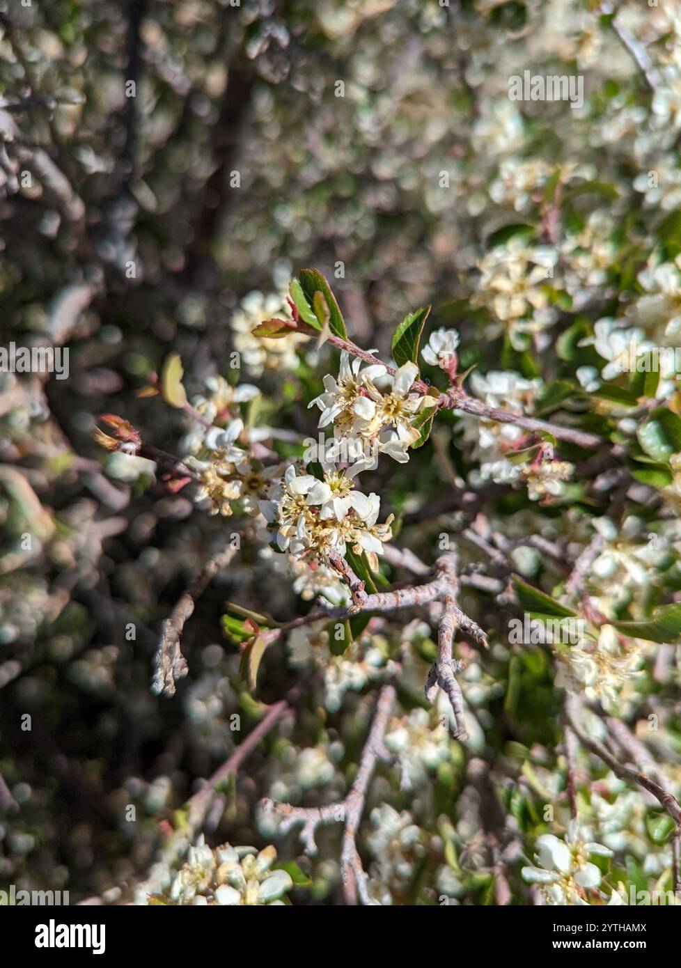 Utah Serviceberry (Amelanchier utahensis Stock Photo - Alamy