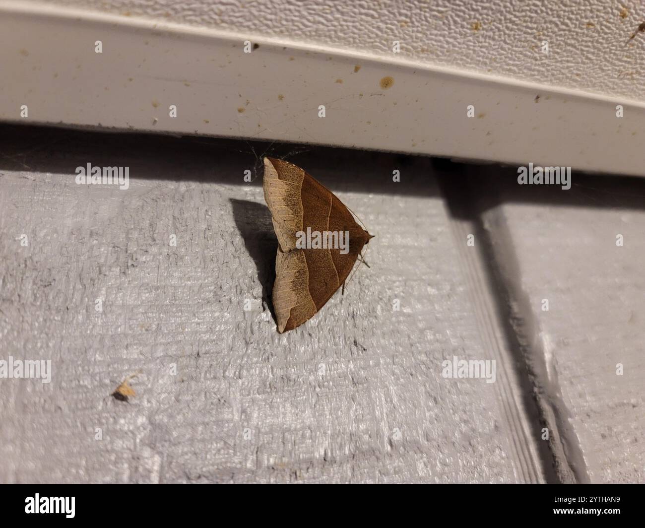 Maple Looper Moth (Parallelia bistriaris Stock Photo - Alamy