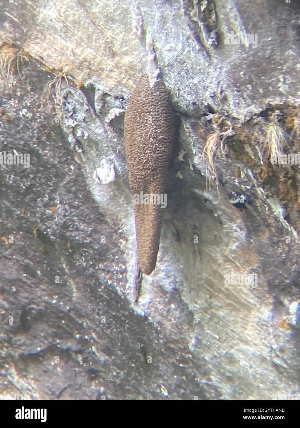 Giant Honey Bees (Megapis Stock Photo - Alamy