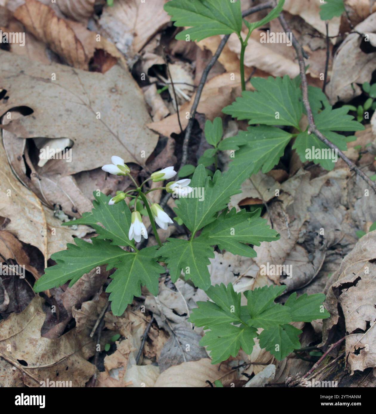 Two-leaved Toothwort (Cardamine diphylla Stock Photo - Alamy