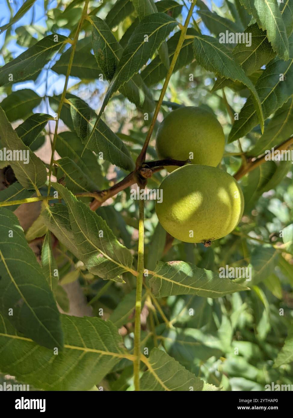 Southern California Walnut (Juglans californica Stock Photo - Alamy