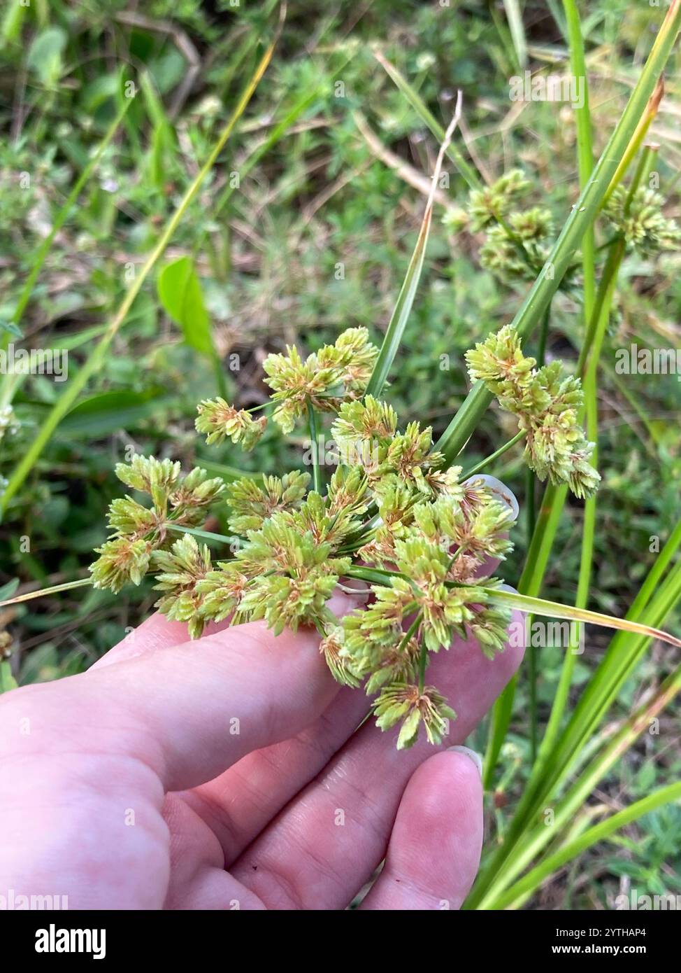 tropical flatsedge (Cyperus surinamensis Stock Photo - Alamy