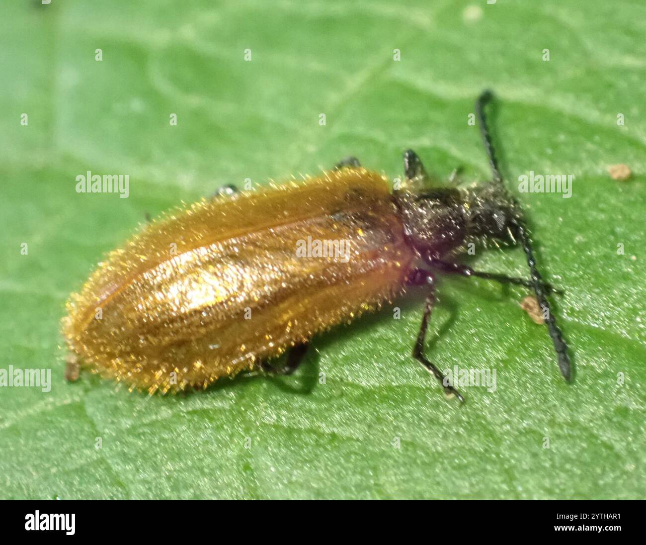Rough-haired Lagria Beetle (Lagria hirta Stock Photo - Alamy
