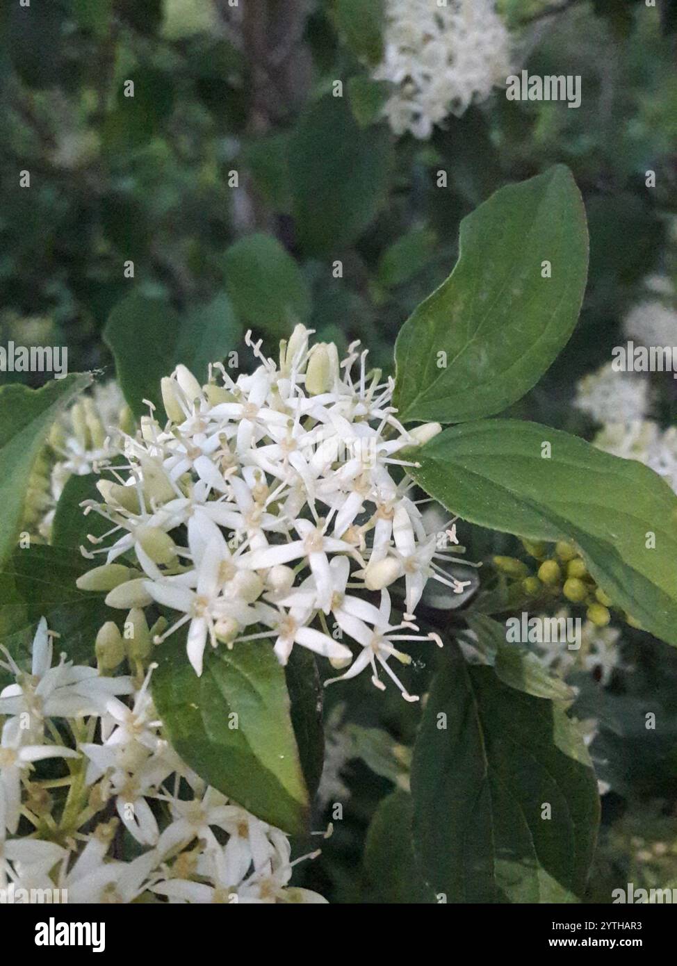 Cornus Sanguinea - 50 Seeds - Common Dogwood | UK