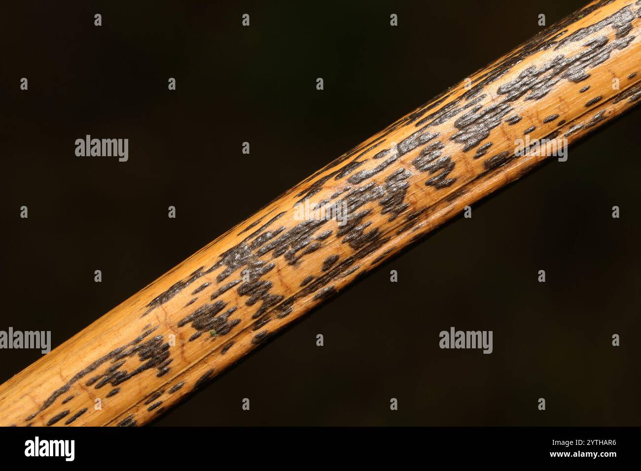 Map of bracken hi-res stock photography and images - Alamy
