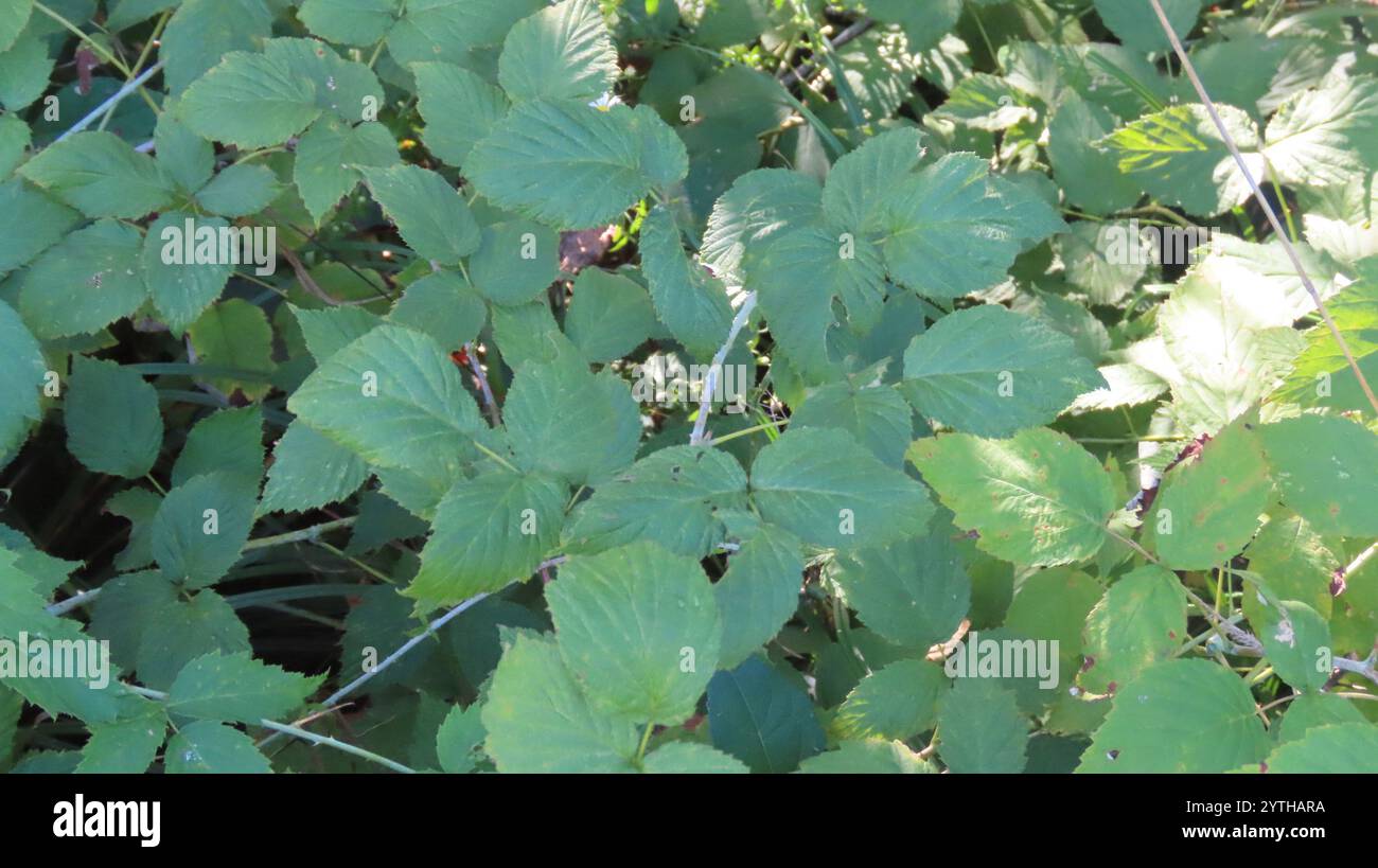 black raspberry (Rubus occidentalis Stock Photo - Alamy