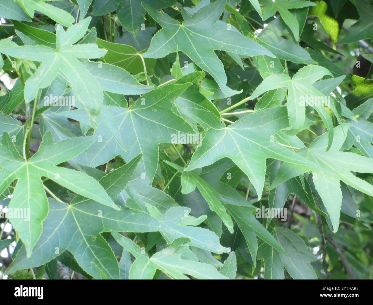 American sweetgum (Liquidambar styraciflua Stock Photo - Alamy