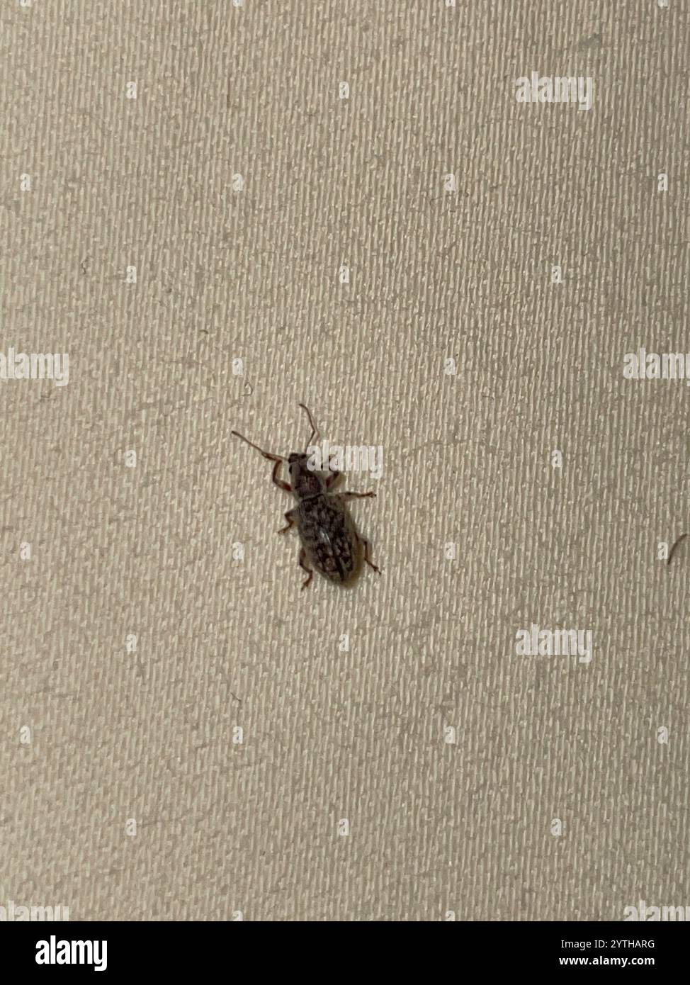 Broad-nosed Weevils (Entiminae Stock Photo - Alamy