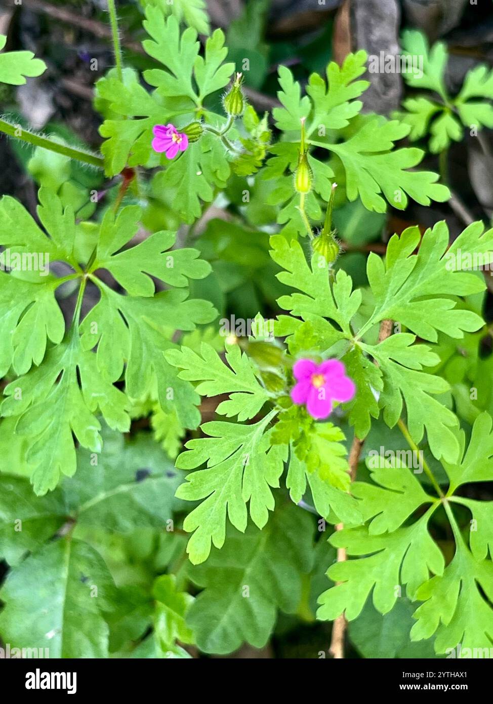 Little-Robin (Geranium purpureum Stock Photo - Alamy